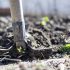 Sikhs to Plant One Million Trees to Celebrate 550th Birthday of Guru ...